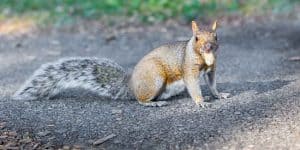 3 Of The Best Nuts for Squirrels And Where to Get Them