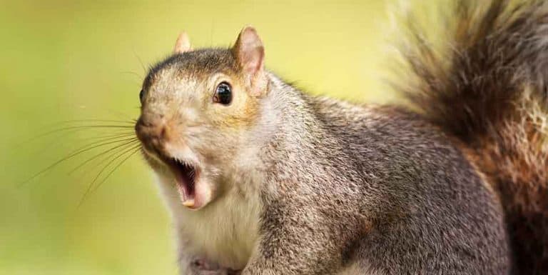 Do Squirrels Bite What You Need to Know