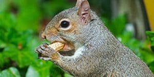 5 Of The Best Homemade Squirrel Food Recipes We Could Find
