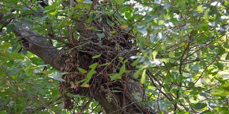 What Does A Squirrel Nest Look Like What You Need to Know