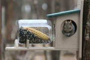 9 DIY Squirrel House Designs That Will Look Amazing In Your Yard