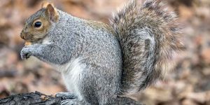 How Long Do Squirrels Live Everything You Need to Know