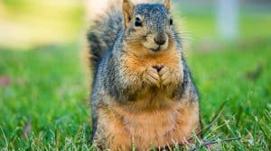 Can Squirrels Eat Raisins? And Do They Even Like Them? - Squirrel ...
