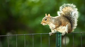Can Squirrels Eat Raisins? And Do They Even Like Them? - Squirrel ...