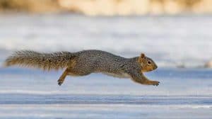 Why Do Squirrels Have Jerky Movements? (Twitch, Stop &..)