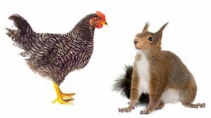 Will Squirrels Attack Chickens? (Protect Your Chicks & Eggs)
