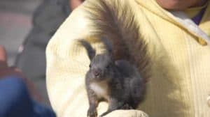 7 Ways Pet Squirrels Show Affection and Love