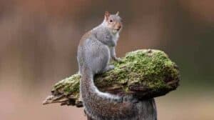 Can Squirrels Burp Or Fart?