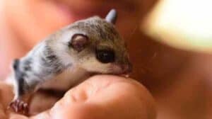 Can Flying Squirrels Be Pets? [What You Need To Know]