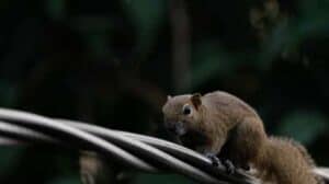 How Far Do Squirrels Travel From Their Nest For Food?