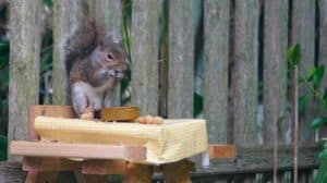 4 Types Of Squirrels In Iowa [Flying & Tree Squirrels]