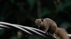 How Far Can A Squirrel Travel To Get Back Home?