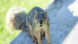 Do Pet Squirrels Use A Litter Box? [Can You Potty Train Them?]