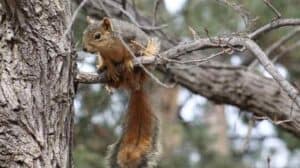 13 Things To Do To Prevent Squirrel Damage To Any Tree
